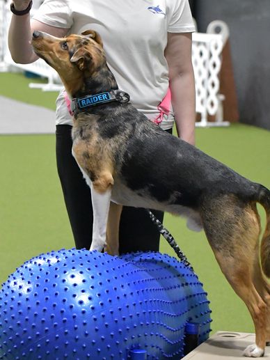 New Location: Victor, NY! FLX Dog is Moving